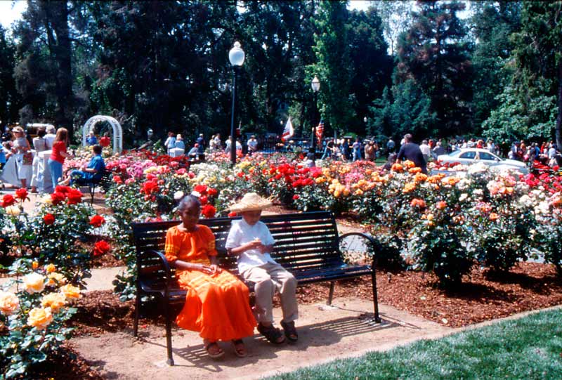 World Peace Rose Garden